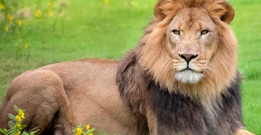 New Orleans: Audubon Zoo Ticket and Combination Option - Overview of the Audubon Zoo Experience