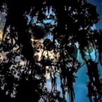 New Orleans Dead of Night Ghosts and Cemetery Bus Tour - Exploring the Haunted Heart of New Orleans