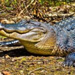 New Orleans Large Airboat Swamp Tour - The Value for Money