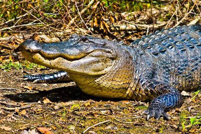 New Orleans Large Airboat Swamp Tour - The Value for Money