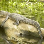 New Orleans Manchac Bayou Swamp Cruise W/ Optional Pick-Up - Who Is This Tour Best For?