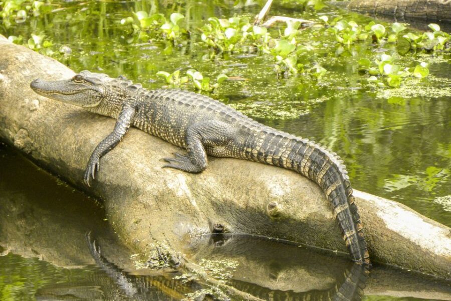 New Orleans Manchac Bayou Swamp Cruise W/ Optional Pick-Up - Who Is This Tour Best For?