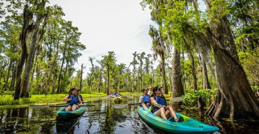 New Orleans: Manchac Magic Kayak Swamp Tour - Who Will Love This Tour?