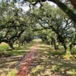 New Orleans: Oak Alley & Laura Plantation Tour w/Transport - What to Expect from the Tour