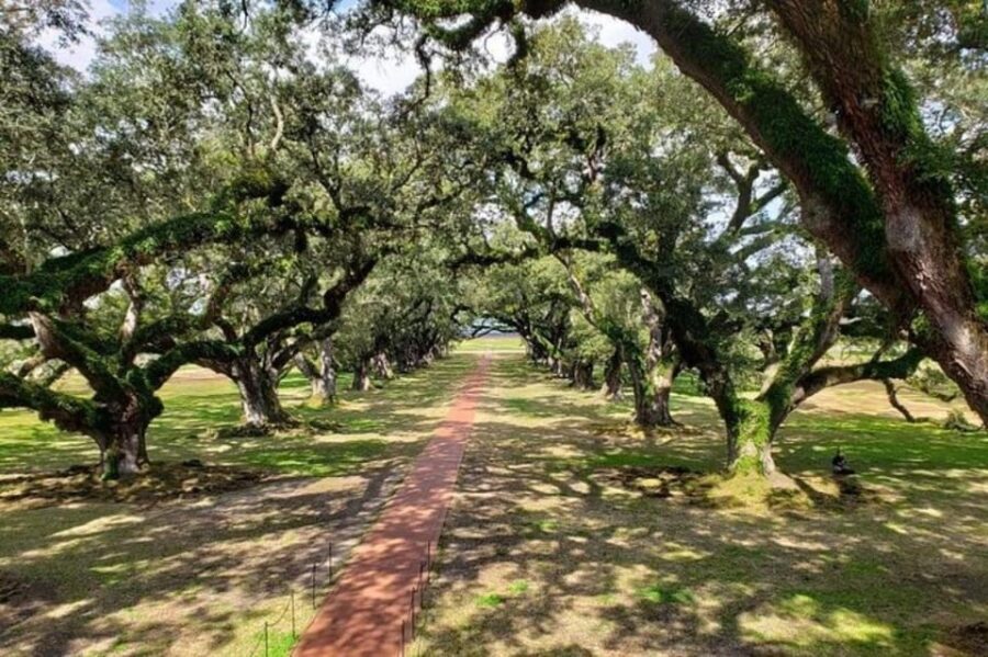 New Orleans: Oak Alley & Laura Plantation Tour w/Transport - What to Expect from the Tour