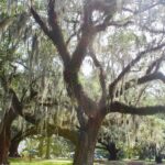 New Orleans: Scenic City Bike Tour - Who Will Love This Tour?