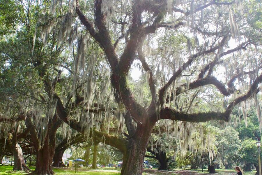 New Orleans: Scenic City Bike Tour - Who Will Love This Tour?