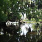 New Orleans Small-Group Airboat Swamp Tour - The Value of This Tour
