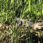 New Orleans Swamp Tour Boat Adventure - The Itinerary Breakdown