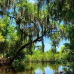 New Orleans Swamp Tour Boat Adventure with Transportation - The Experience for Different Travelers