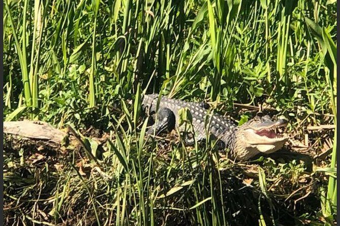 New Orleans Swamp Tour Boat Adventure - The Itinerary Breakdown