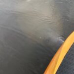 New Smyrna Dolphin and Manatee Kayak and SUP Adventure Tour - Key Points