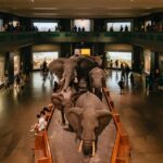 New York City: American Museum of Natural History Ticket - Who Will Benefit Most From This Experience?