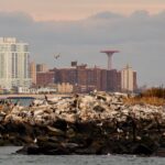 New York City Sightseeing and Seals Boat Tour - Who Will Love This Tour?