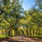 New York City with Metropolitan Museum Half Day Walking Tour - A Fresh Perspective on Manhattan’s Artistic and Outdoor Scene