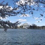 New York to Washington D.C. Spring Cherry Blossom Full-Day Tour - What Makes This Tour Stand Out