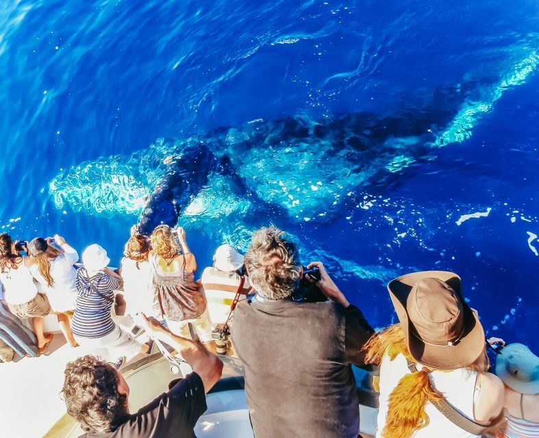 Newport Beach: 2-Hour Whale Watching Tour - The Itinerary: What to Expect on Your Whale Watching Adventure