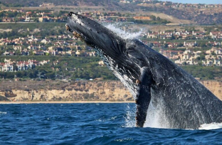 Newport Beach: Ultimate Whale Watching Adventure - The Sum Up