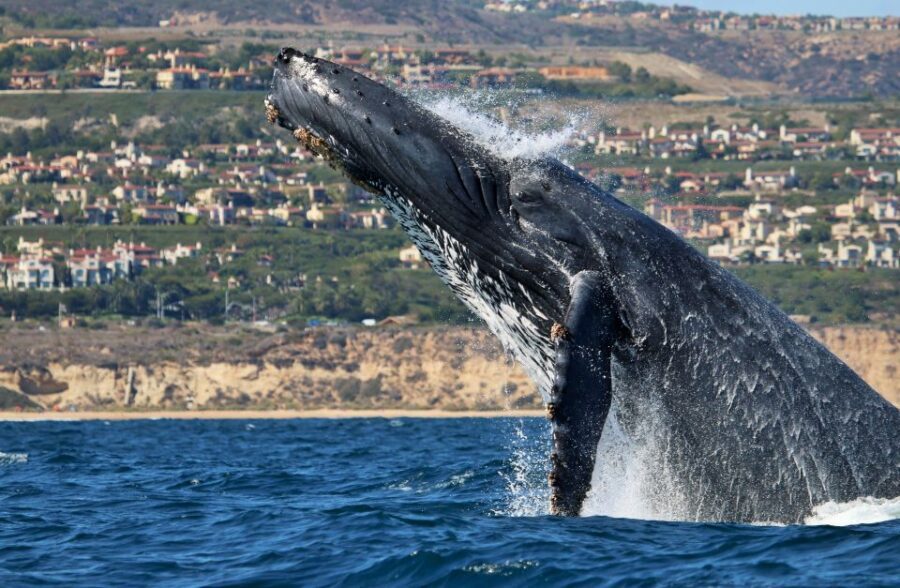 Newport Beach: Ultimate Whale Watching Adventure - The Sum Up