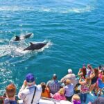 Newport Beach Whale and Dolphin Watching Cruise - The Experience in Detail