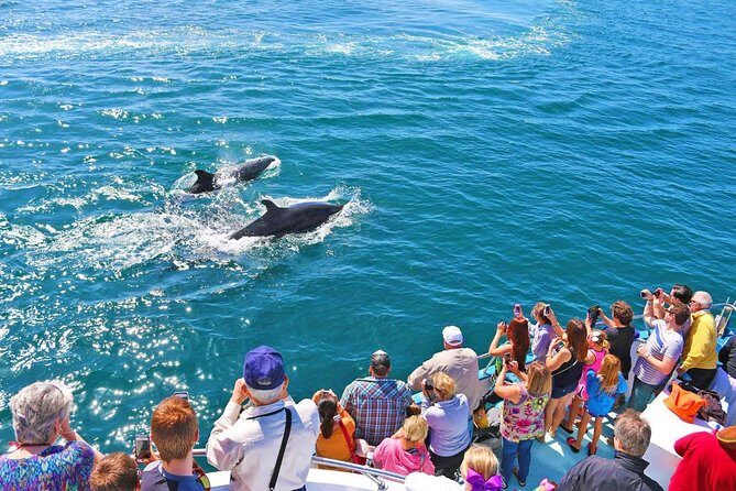 Newport Beach Whale and Dolphin Watching Cruise - The Experience in Detail