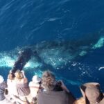 Newport Beach: Year-Round Whale Watching Cruise - The Marine Menagerie: What Marine Life Can You Expect?