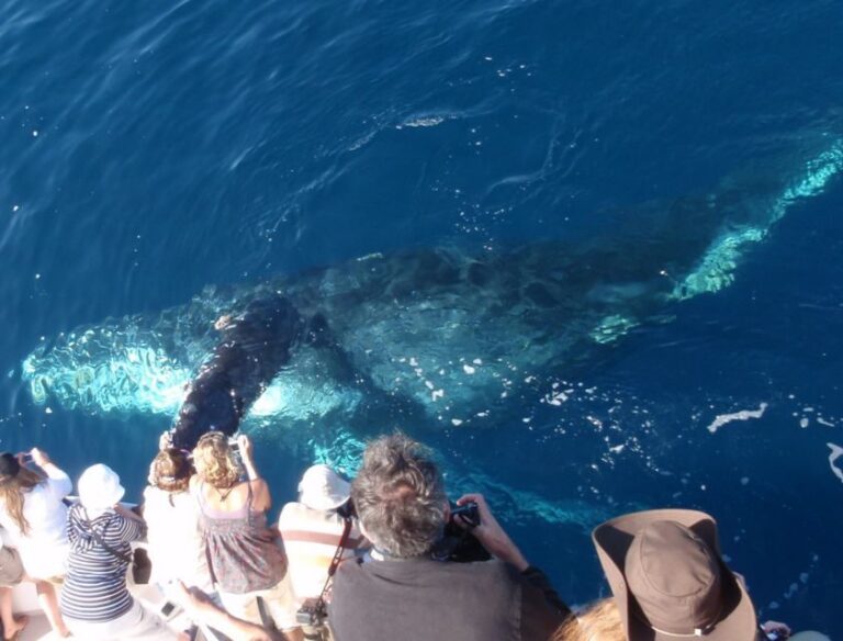 Newport Beach: Year-Round Whale Watching Cruise - The Marine Menagerie: What Marine Life Can You Expect?