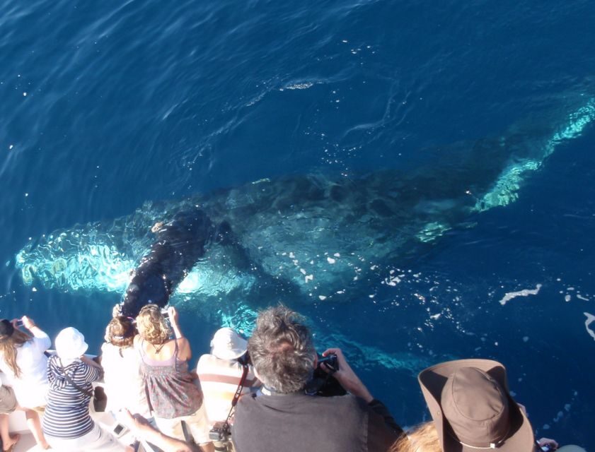 Newport Beach: Year-Round Whale Watching Cruise - The Marine Menagerie: What Marine Life Can You Expect?