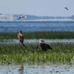 Nida: Bird-Watching Adventure in Nemunas Delta - Itinerary Breakdown