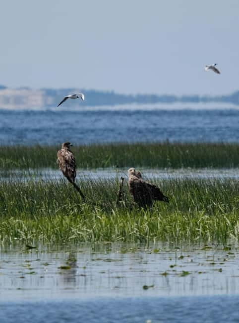 Nida: Bird-Watching Adventure in Nemunas Delta - Itinerary Breakdown
