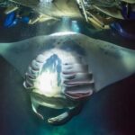 Night Manta Ray Experience - Why the Night Manta Ray Experience Works