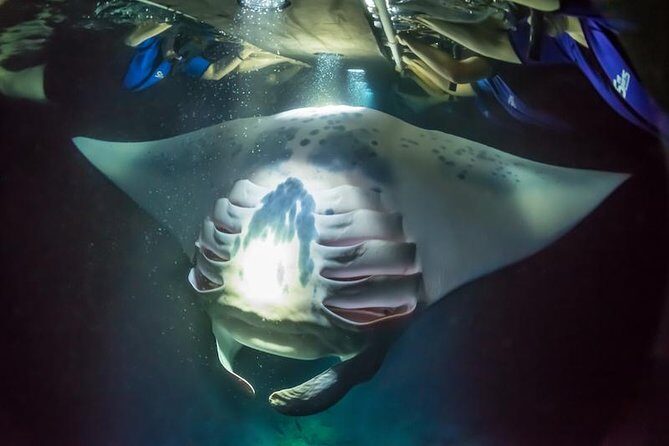 Night Manta Ray Experience - Why the Night Manta Ray Experience Works