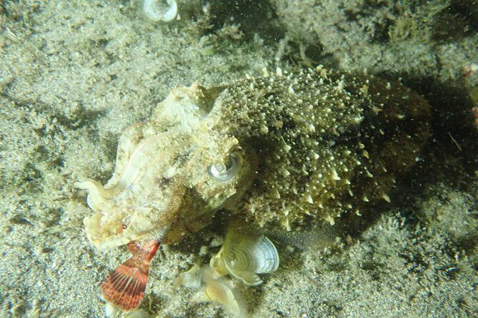 Night Snorkeling Tour - The Experience: What You Can Expect