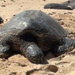 North Shore day,Waterfalls and Turtles Tour - Authenticity and Value