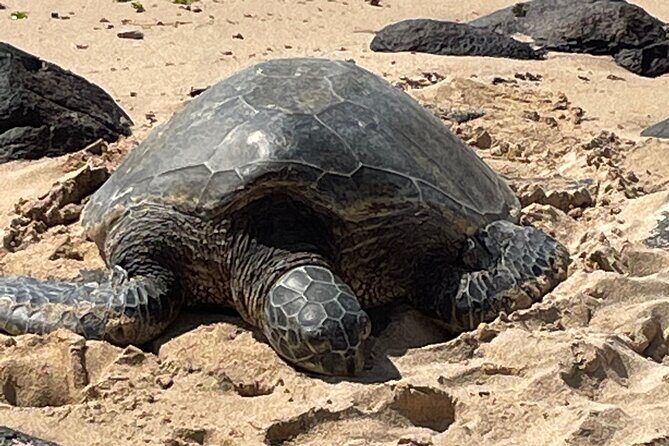 North Shore day,Waterfalls and Turtles Tour - Authenticity and Value
