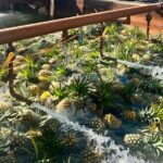 North Shore Dole Pineapple Farm Tour - The Sum Up