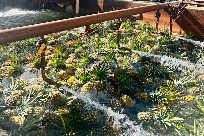 North Shore Dole Pineapple Farm Tour - The Sum Up