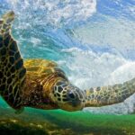 North Shore Private Tour - Authentic Value and Real Experiences