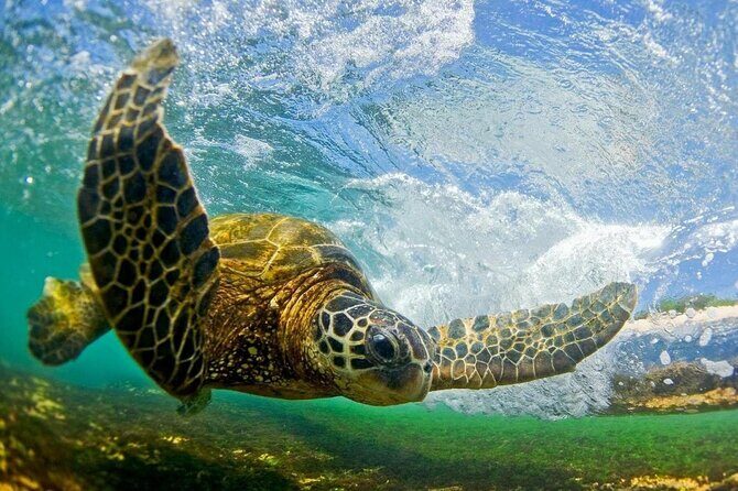 North Shore Private Tour - Authentic Value and Real Experiences