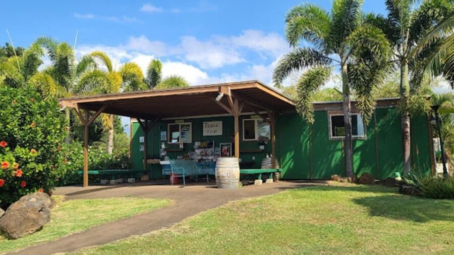 North Shore's best day! River, Turtles, Farm with Lunch - Experiences Delivering Real Value