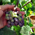 North Texas Wineries & Vineyards Tour & Tastings-6 person minimum - From Reviews: Authentic Perspectives