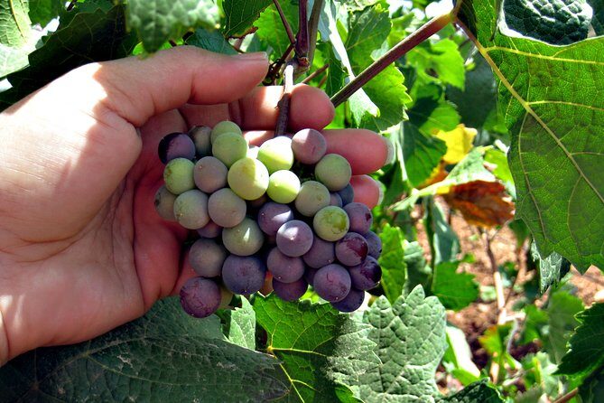 North Texas Wineries & Vineyards Tour & Tastings-6 person minimum - From Reviews: Authentic Perspectives