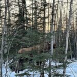 Northern Lights at Chena Hot Springs - Practical Tips for Your Tour