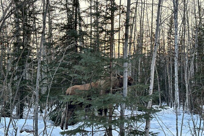 Northern Lights at Chena Hot Springs - Practical Tips for Your Tour