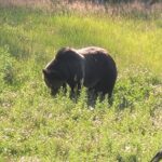Northern Yellowstone Safari from Cody, WY - Who Will Appreciate This Tour?