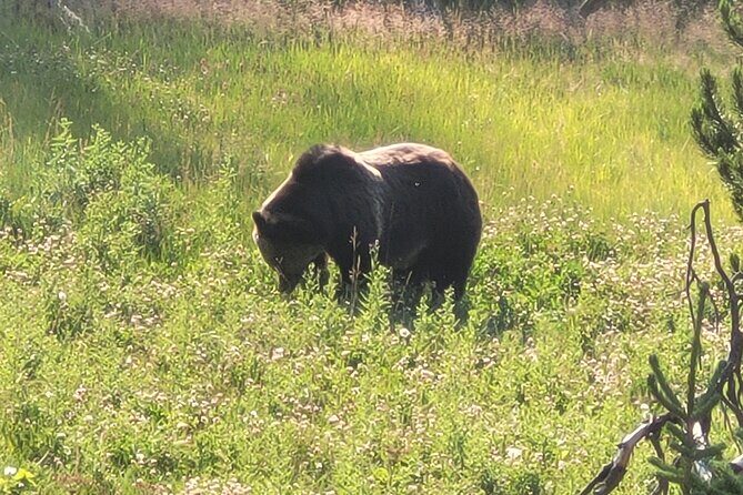 Northern Yellowstone Safari from Cody, WY - Who Will Appreciate This Tour?