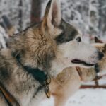 Nulkki Husky Adventure - What’s Not Perfect?