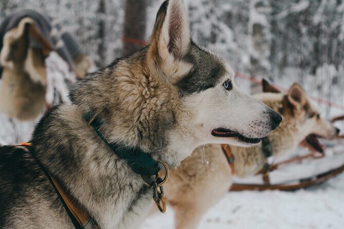 Nulkki Husky Adventure - What’s Not Perfect?