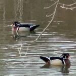 NYC Beginner Private Birdwatching Tour - The Sum Up