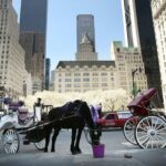 NYC: Central Park Christmas Lights Horse-Drawn Carriage Ride - What Makes It a Good Value?